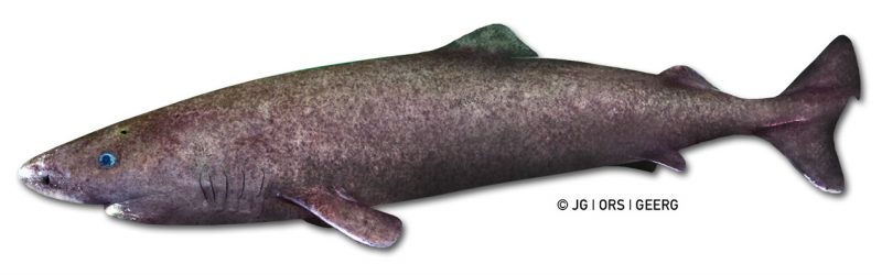 Greenland Shark | Shark Science Requins
