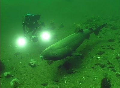 Canadian Shark Attack Registry