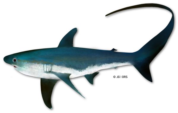 Common Thresher Shark | Shark Science Requins