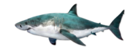 Requin du Groenland | Shark Science Requins
