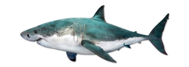 Spiny Dogfish | Shark Science Requins