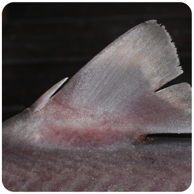 Spiny Dogfish | Shark Science Requins