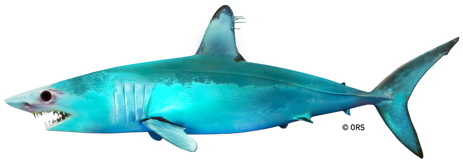 Shortfin Mako | Shark Science Requins