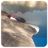 Portuguese Dogfish | Shark Science Requins