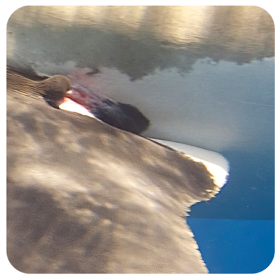 Common Thresher Shark | Shark Science Requins