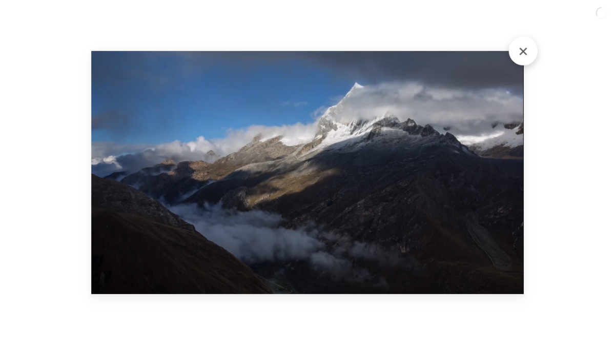 Common Thresher Shark | Shark Science Requins